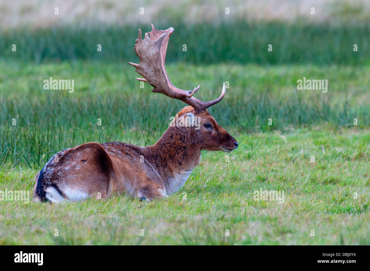 Adult fallow stag hi-res stock photography and images - Alamy