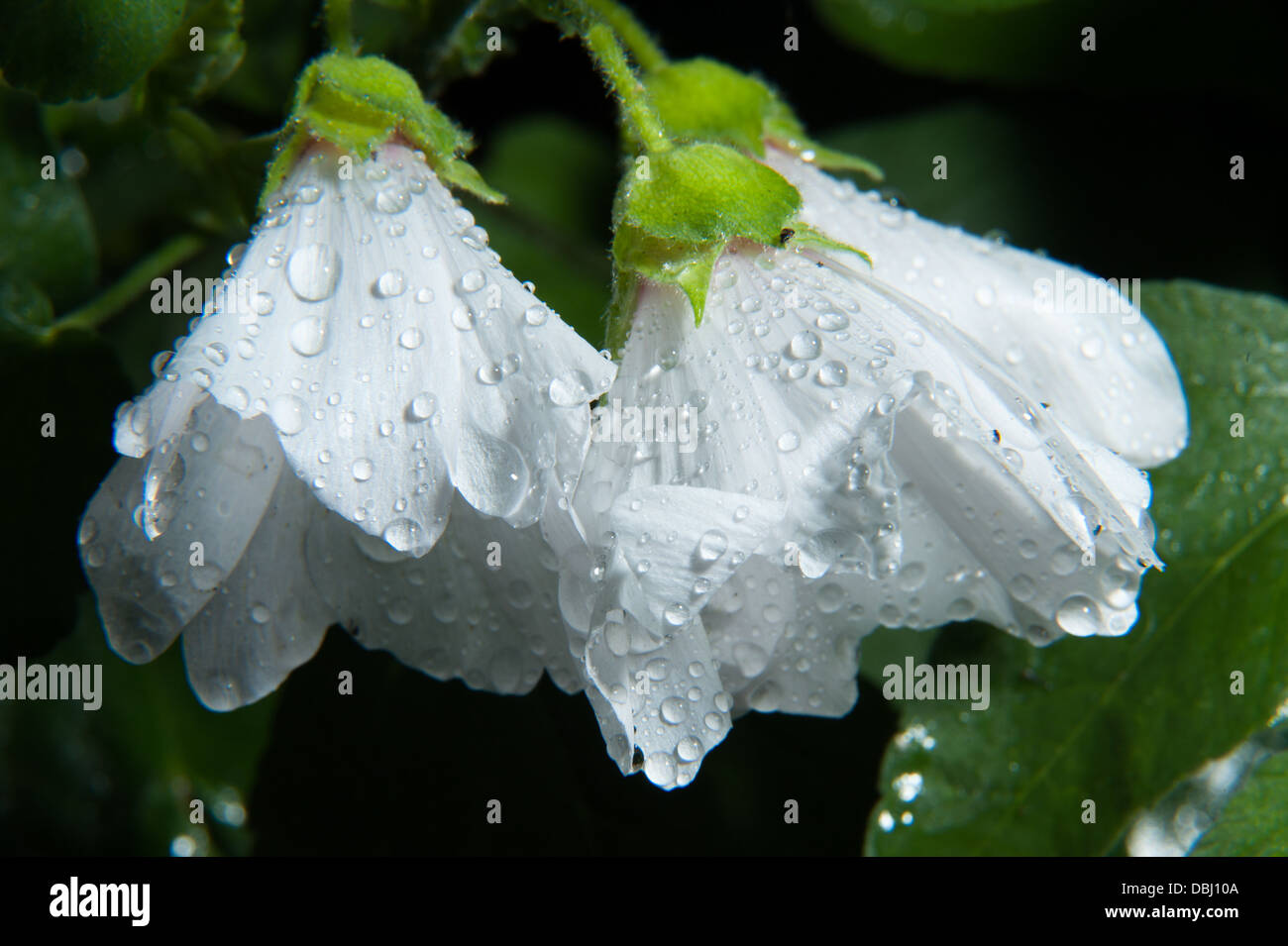White garden in the rain hi-res stock photography and images - Alamy