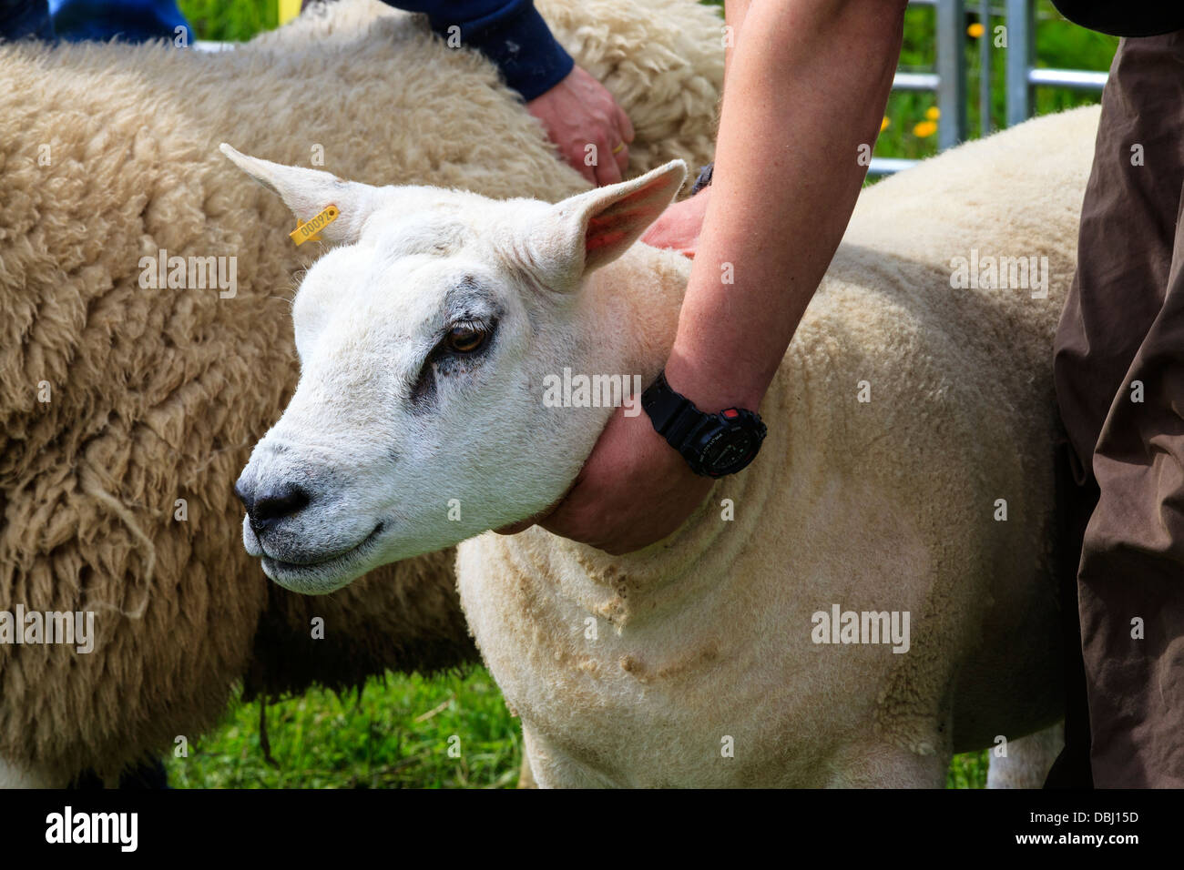 Sheep county fair animal hi-res stock photography and images - Alamy