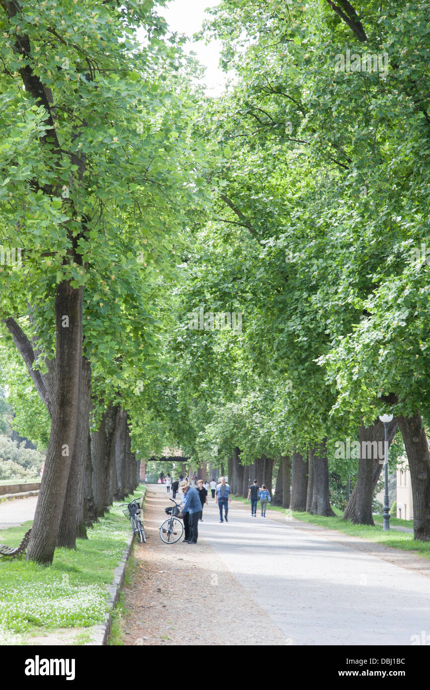 Trees in Park of City Walls, Lucca, Tuscany, Italy Stock Photo - Alamy