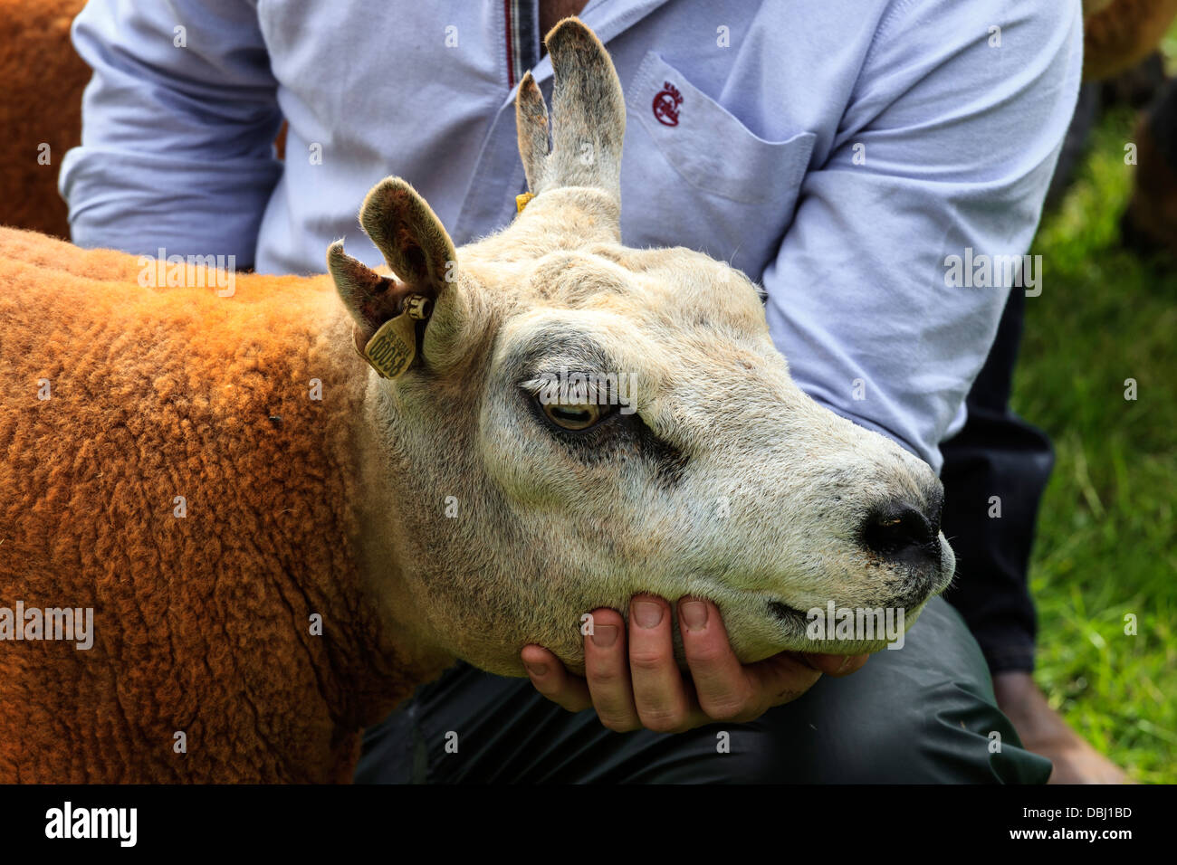 Sheep judging animal hi-res stock photography and images - Alamy