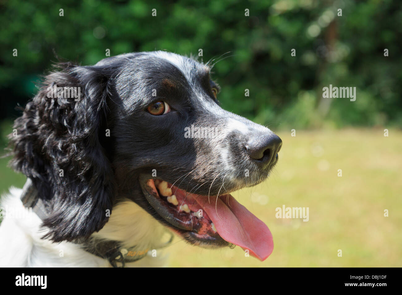 A black and white English Springer Spaniel dog panting with tongue ...