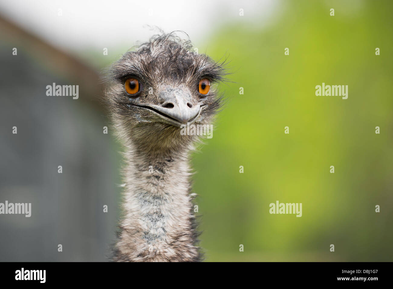 Emu head portrait hi-res stock photography and images - Alamy