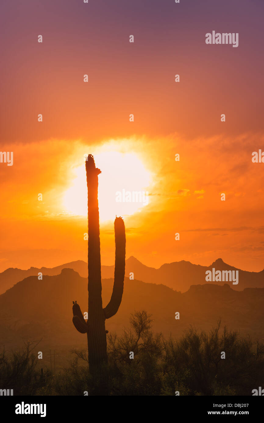 Saguaro Cactus at sunset in Lost Dutchman State Park, Arizona, USA ...