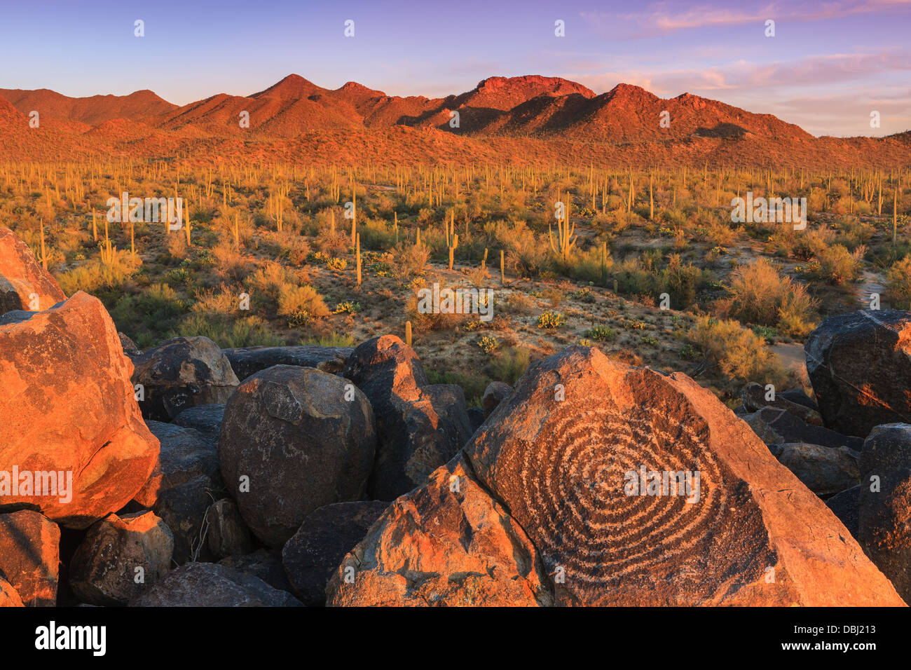 Saguaro National Park from Signal Hill, Arizona, USA Stock Photo - Alamy