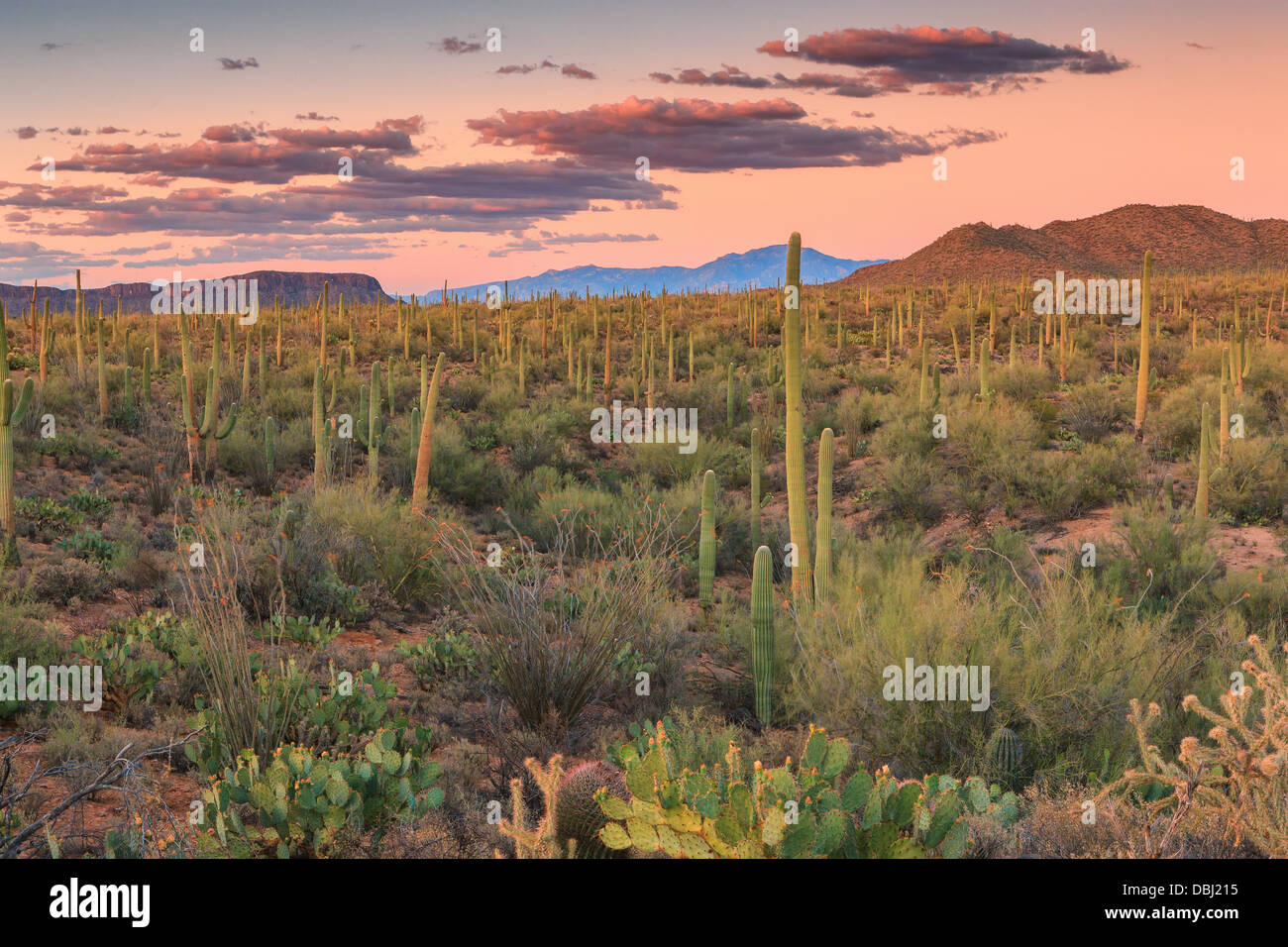 Petroglyphs of signal hill hi-res stock photography and images - Alamy