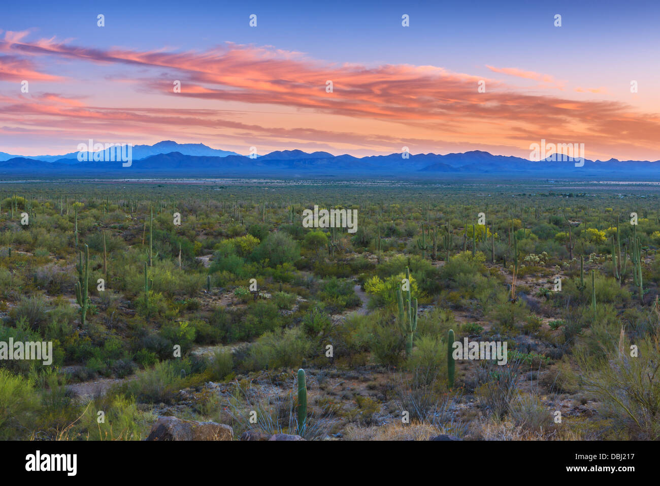 Saguaro National Park from Signal Hill, Arizona, USA Stock Photo - Alamy