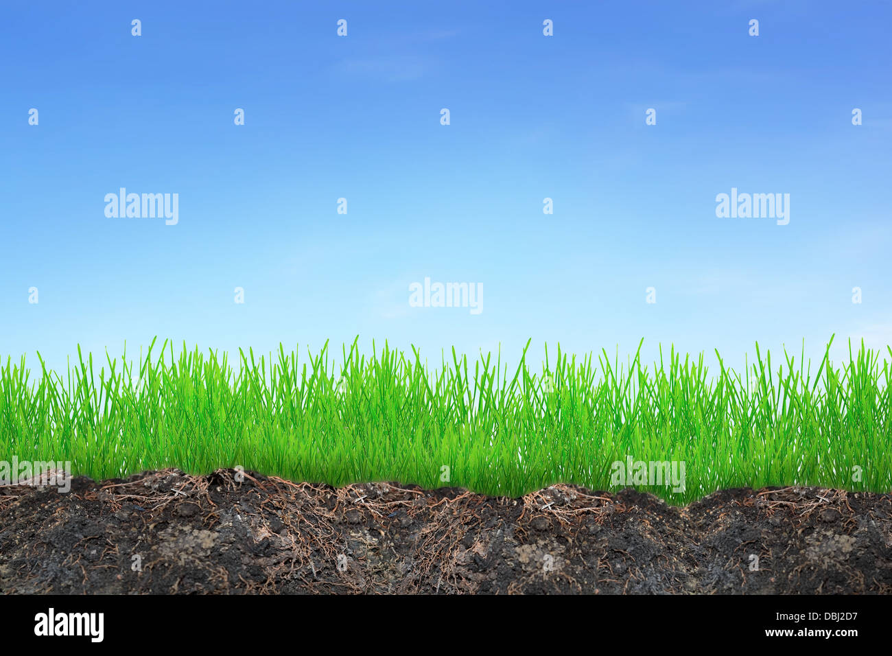 Side view grass with roots hi-res stock photography and images - Alamy