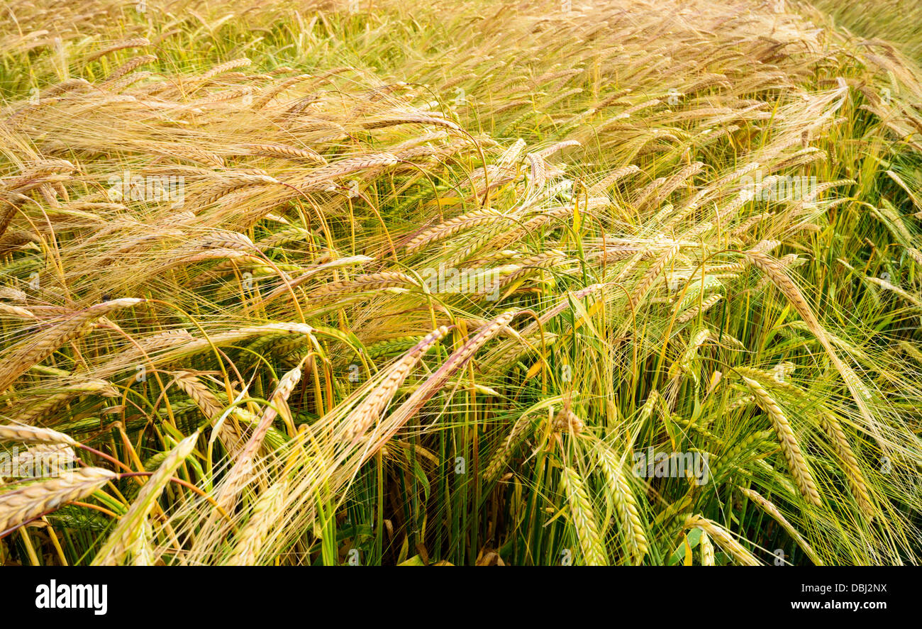 Barley texture hi-res stock photography and images - Alamy