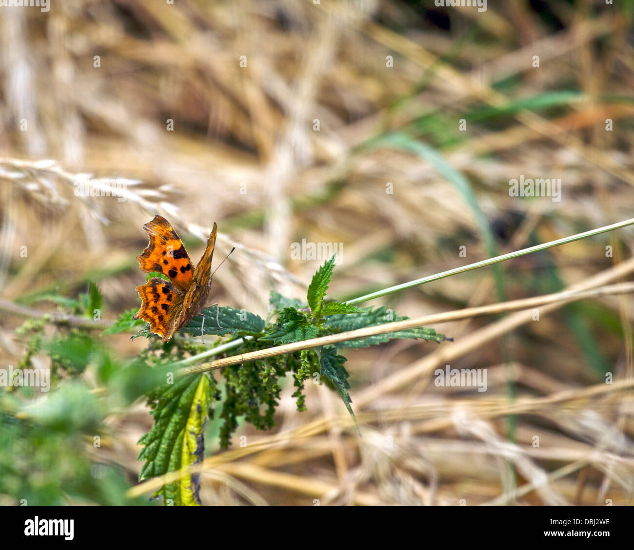 Commas hi-res stock photography and images - Alamy