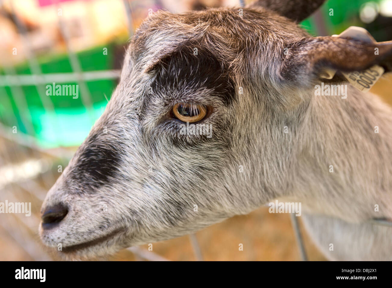 Friendly goat hi-res stock photography and images - Alamy