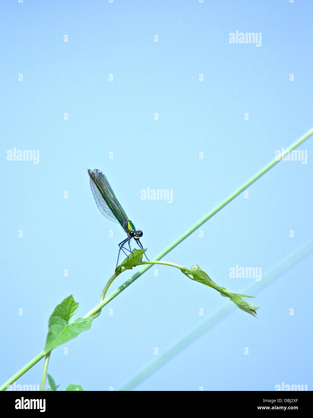 Damoiselle fly hi-res stock photography and images - Alamy