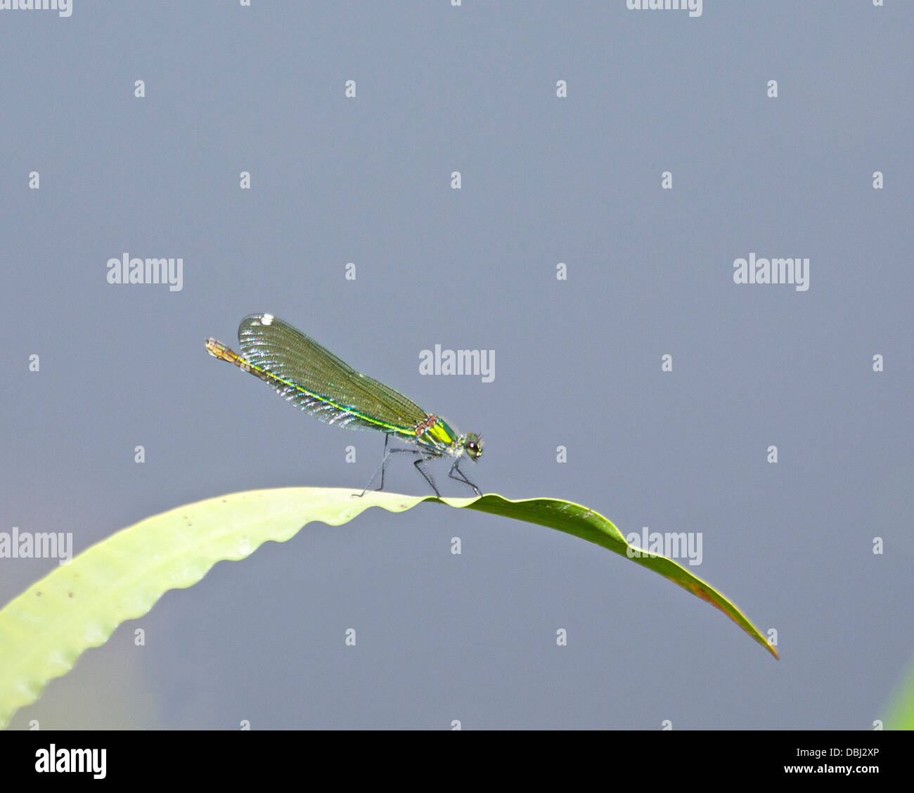 Damoiselle fly hi-res stock photography and images - Alamy