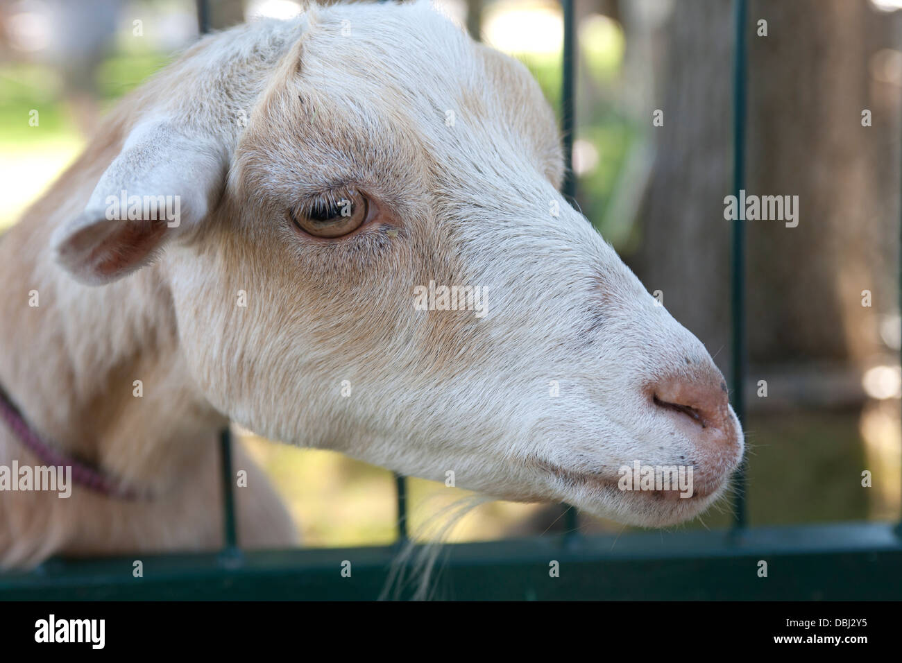 Close up beautiful goat hi-res stock photography and images - Alamy