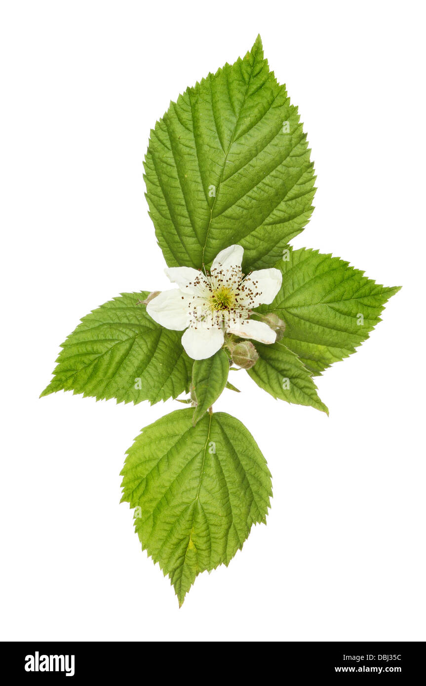 Rubus fruticosa hi-res stock photography and images - Alamy