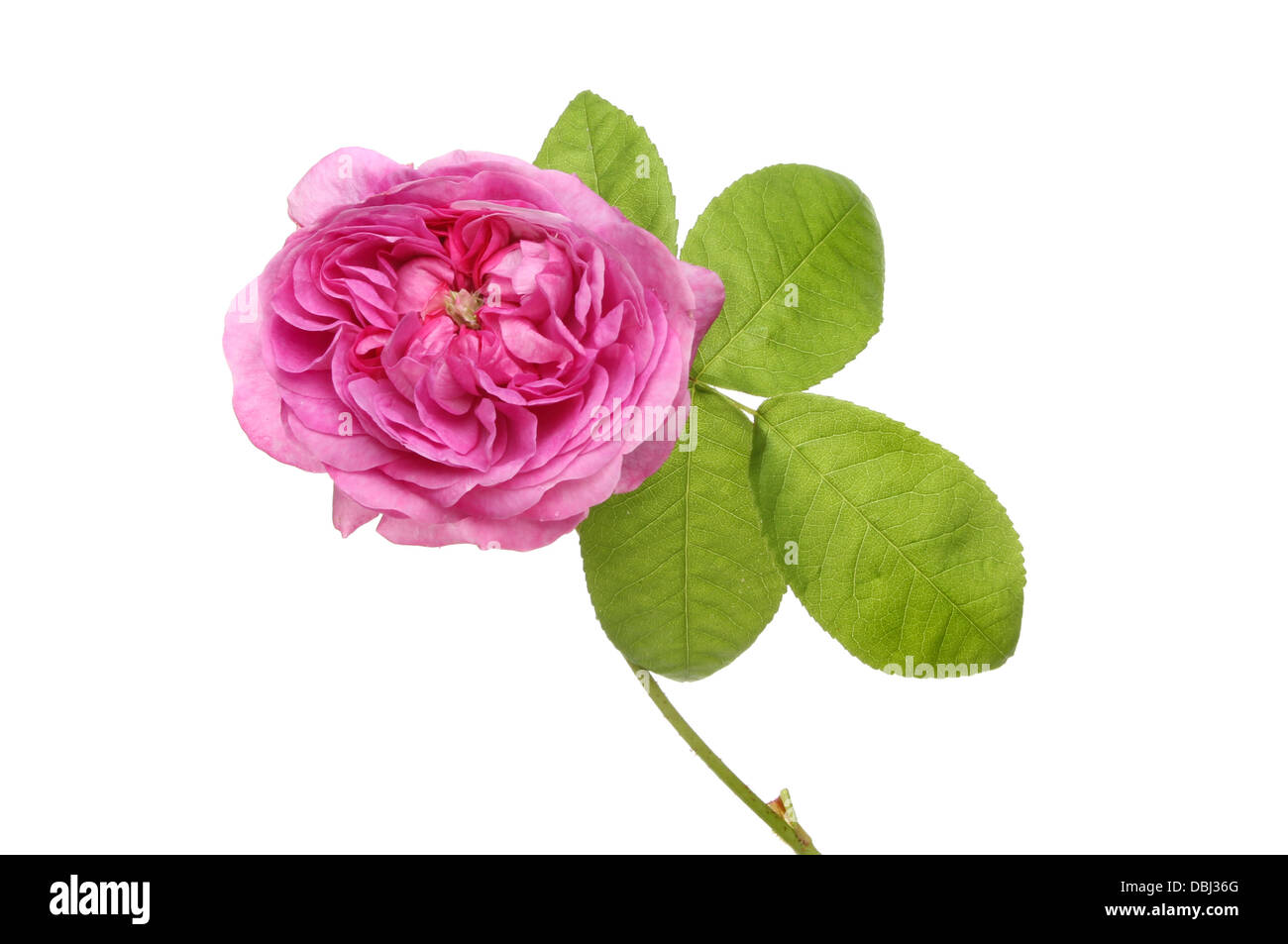 Magenta floribunda rose flower and leaves isolated against white Stock ...
