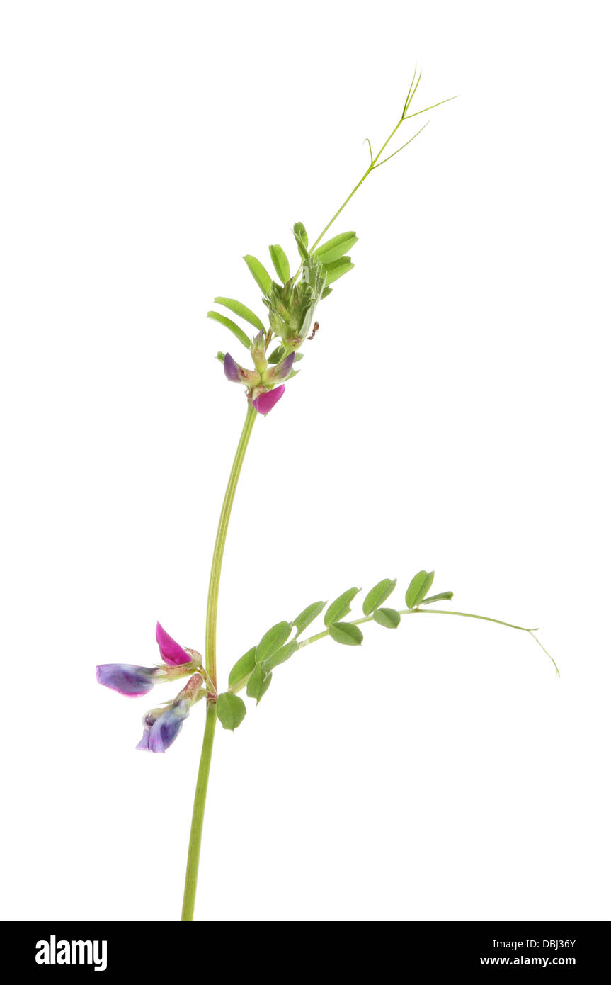 Vetch, Vicia, flowers, foliage and tendrils isolated against white ...