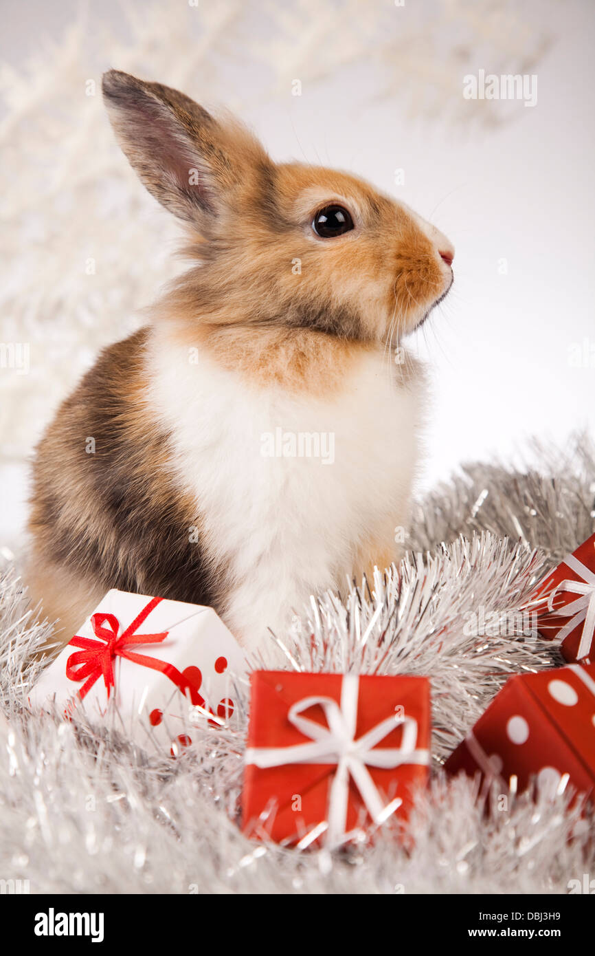 Baby bunny snow hi-res stock photography and images - Alamy