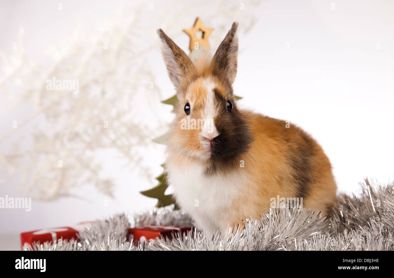 Baby bunny snow hi-res stock photography and images - Alamy