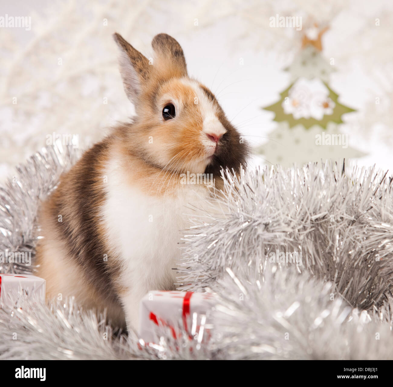 Baby bunny snow hi-res stock photography and images - Alamy