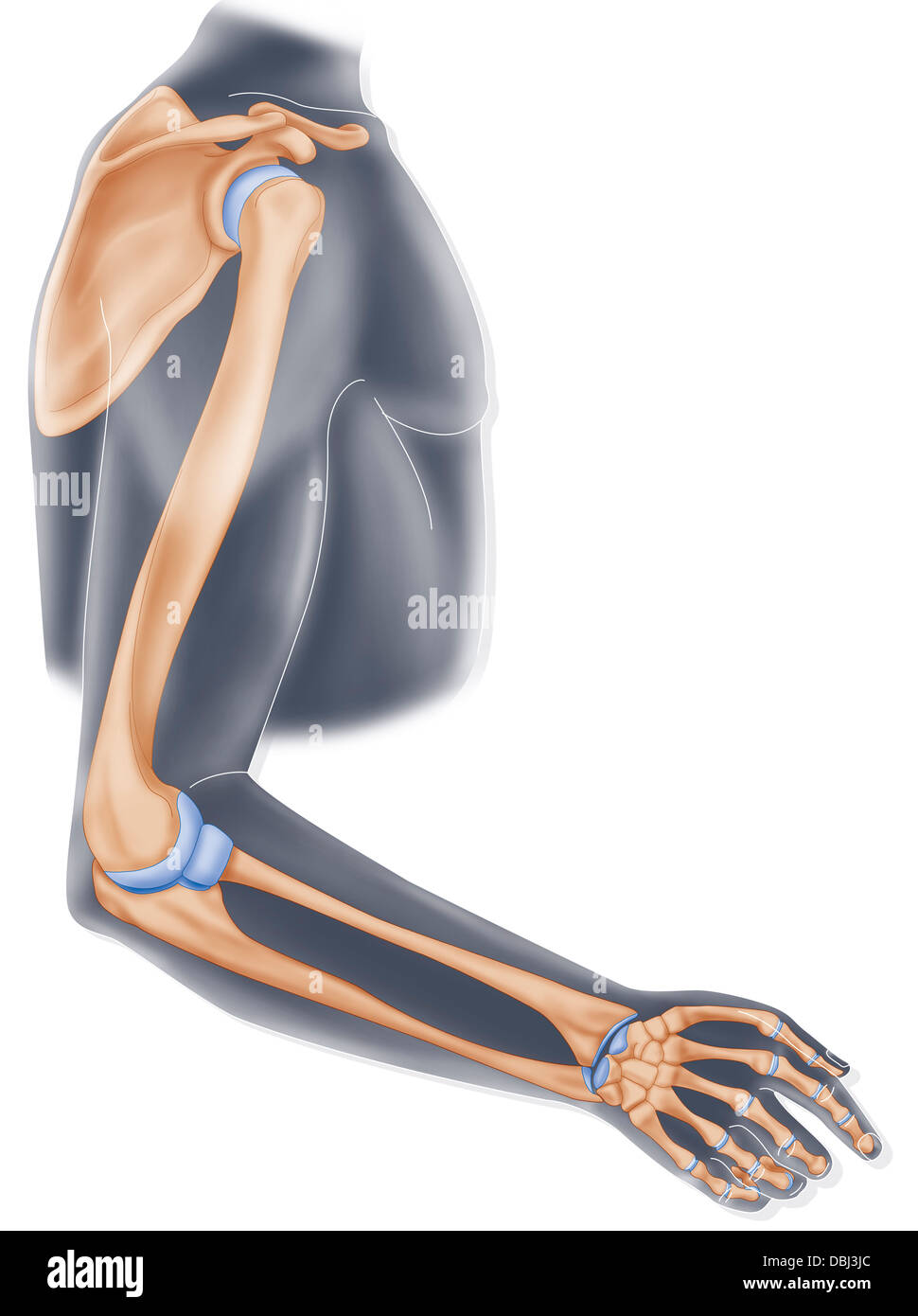 Upper Arm Bone Stock Photos & Upper Arm Bone Stock Images - Alamy