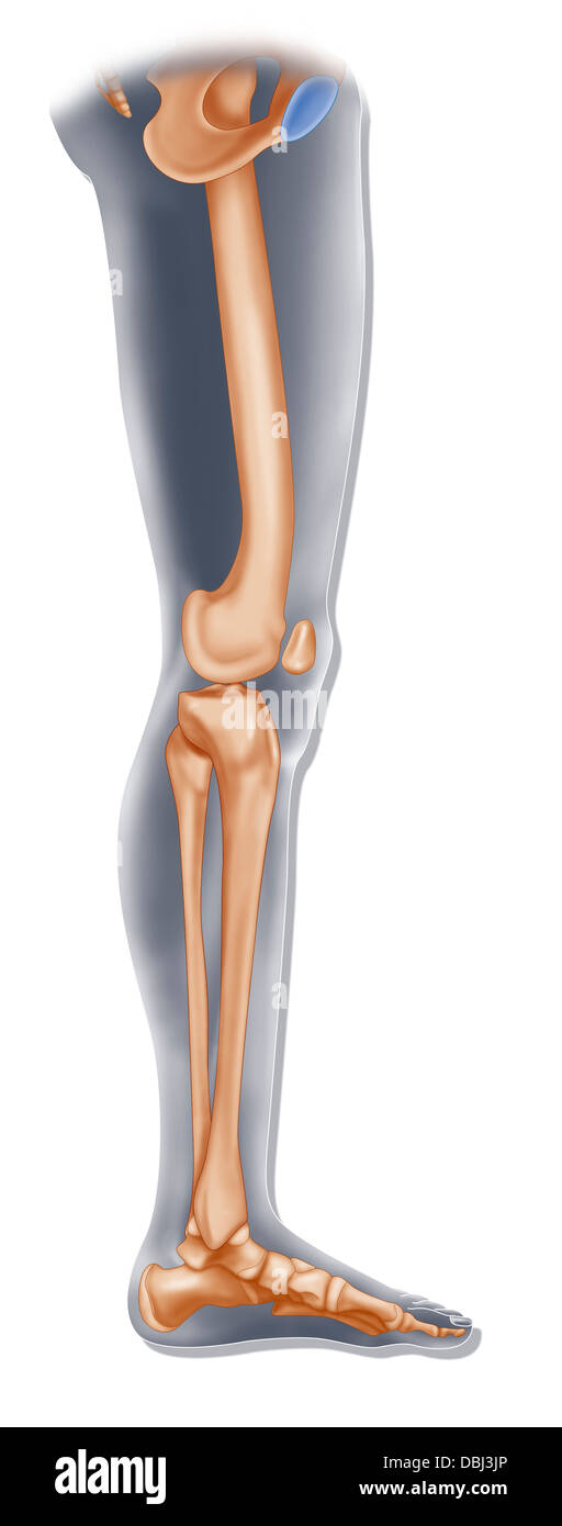 Tibia drawing hi-res stock photography and images - Alamy