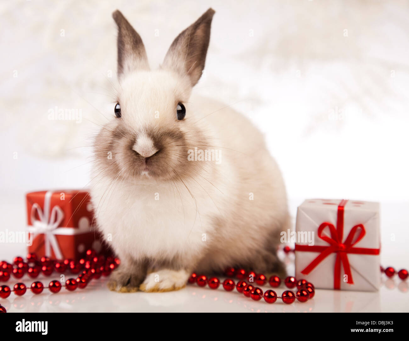 Bunny hi-res stock photography and images - Alamy