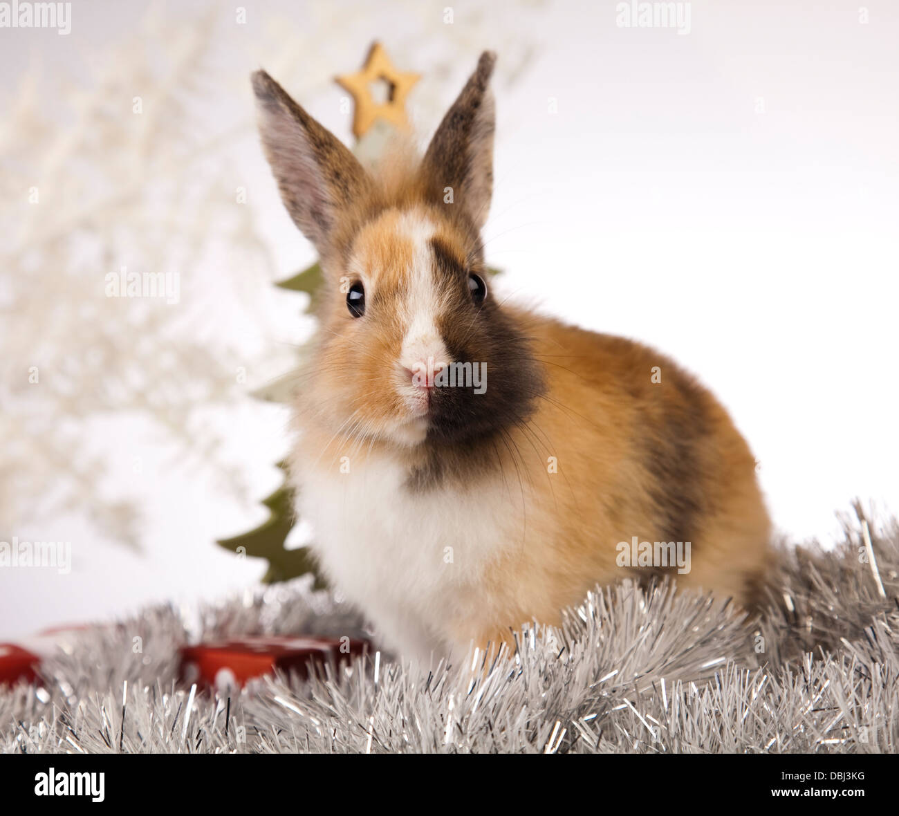 Baby bunny snow hi-res stock photography and images - Alamy
