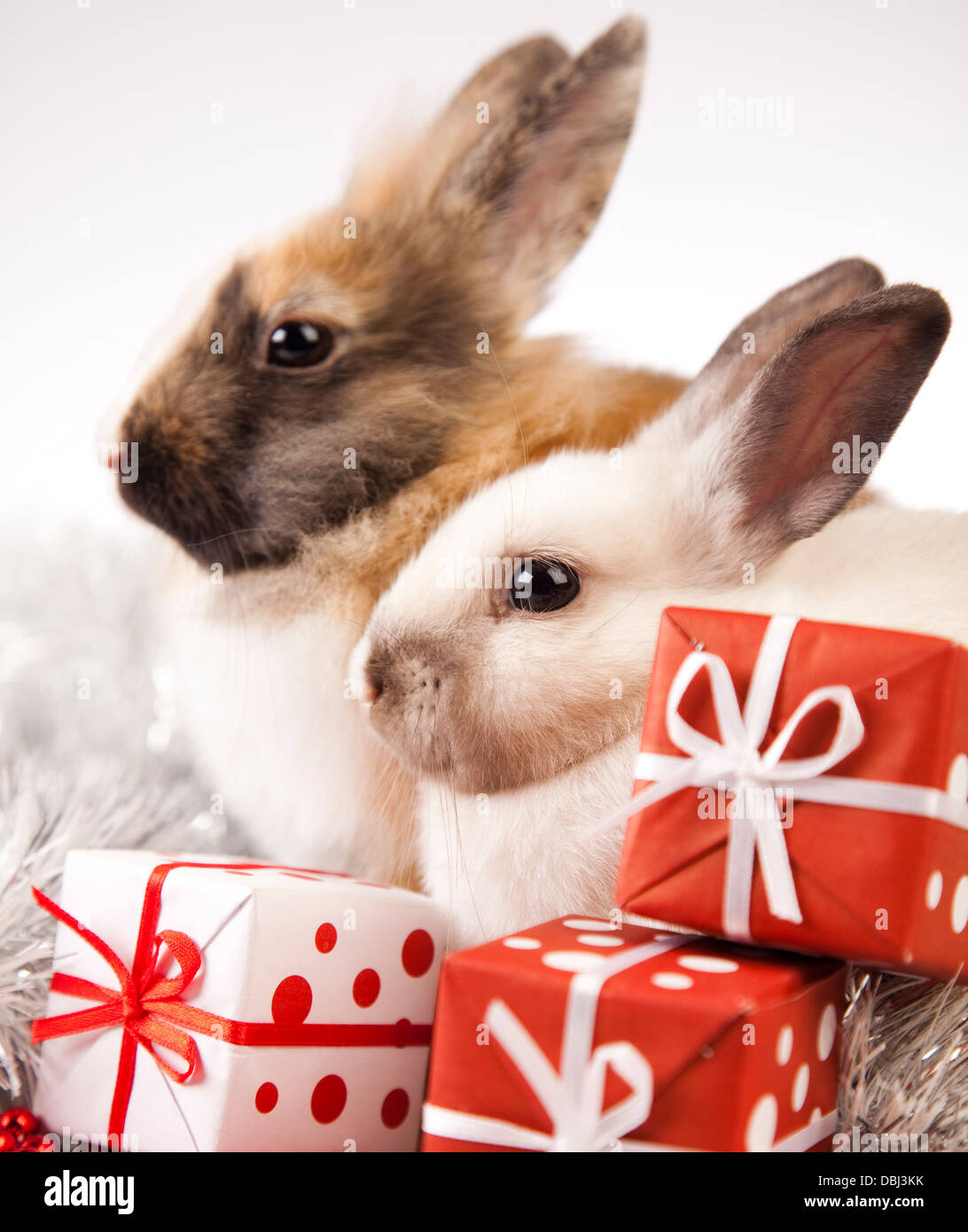 Rabbit, bunny Christmas Stock Photo - Alamy