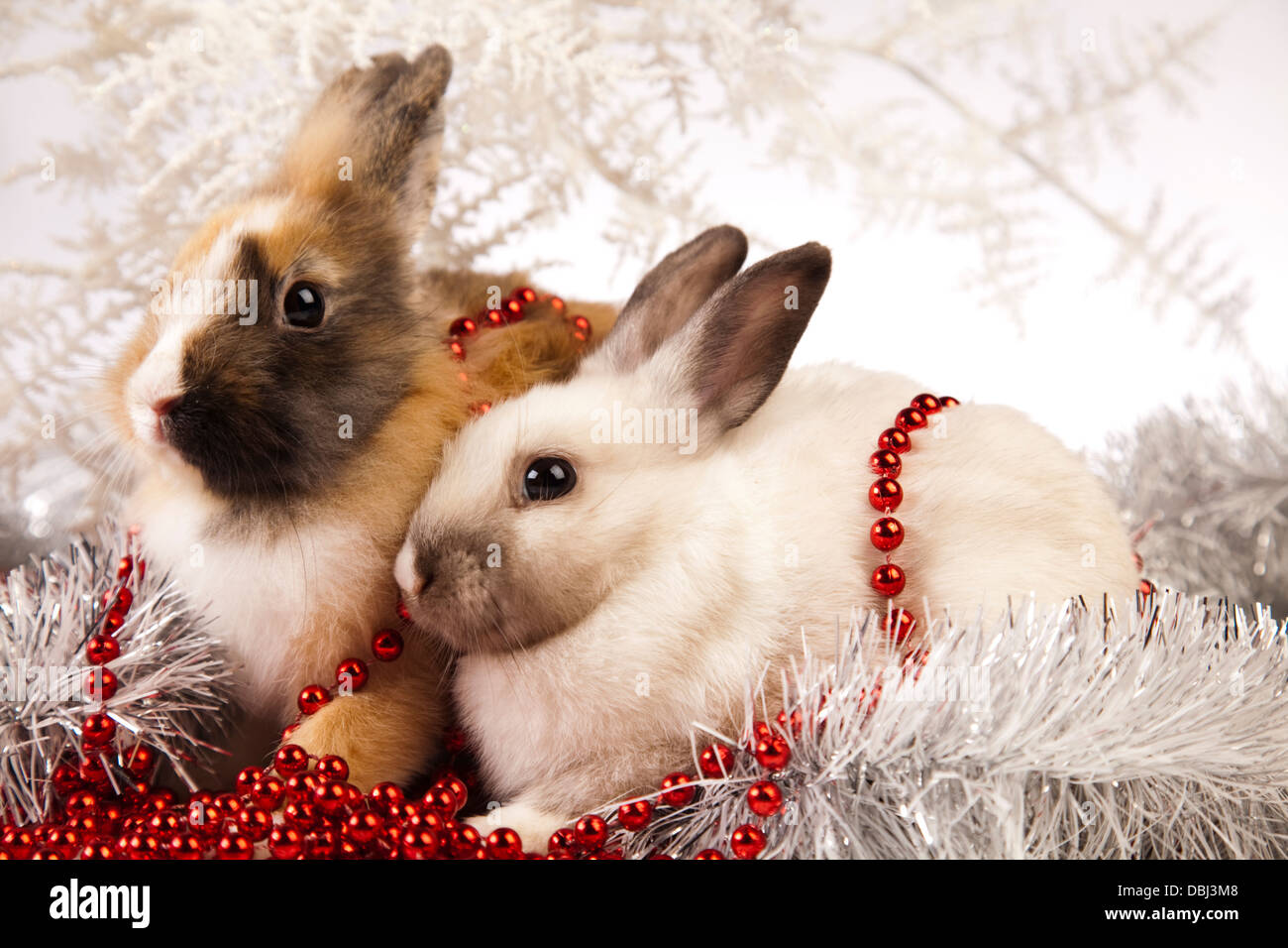 Rabbit bunny hi-res stock photography and images - Alamy