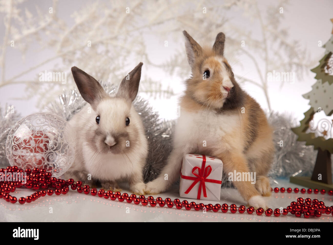 Rabbit, bunny Christmas Stock Photo - Alamy