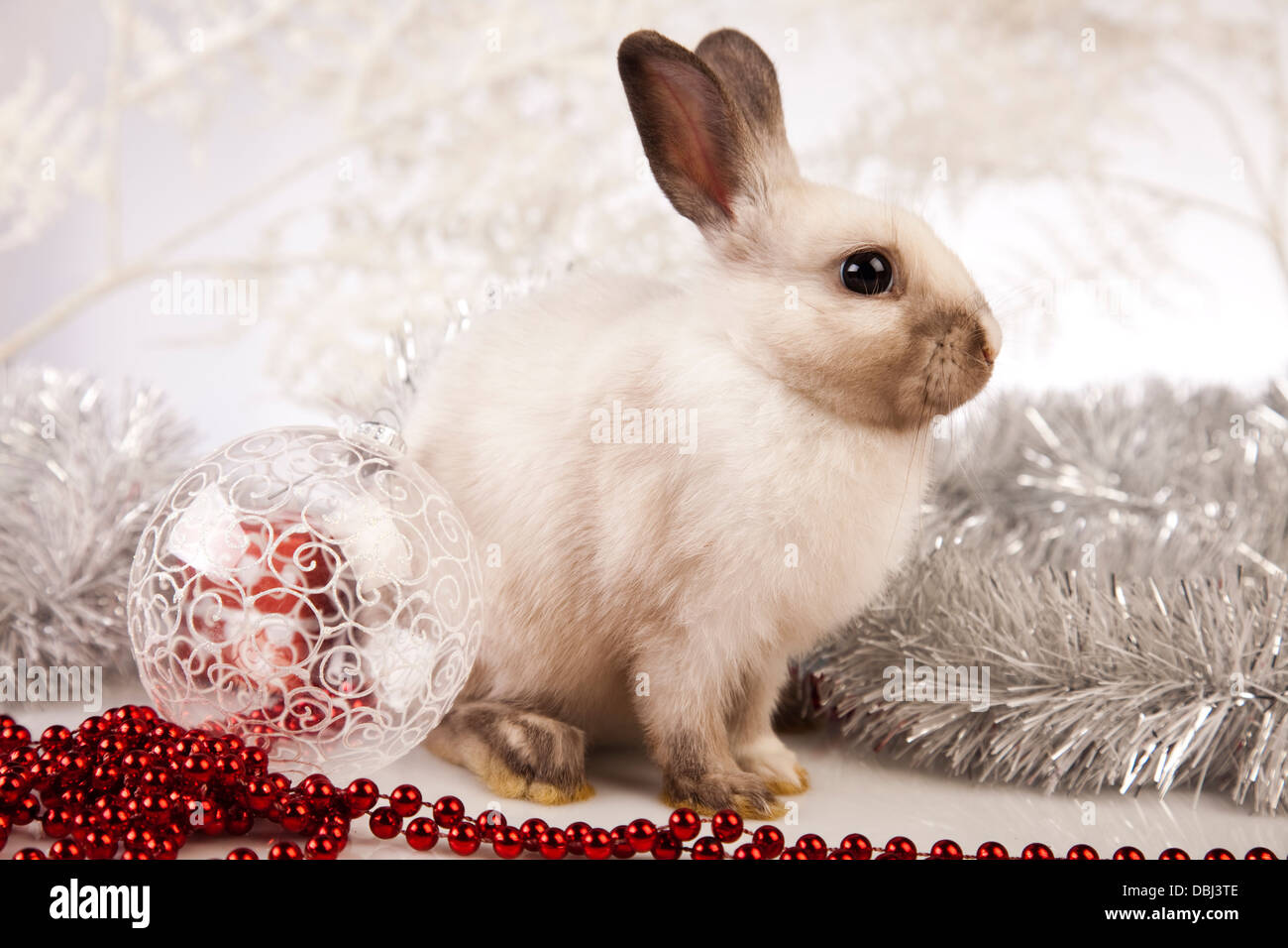 Bunny with Christmas Stock Photo - Alamy
