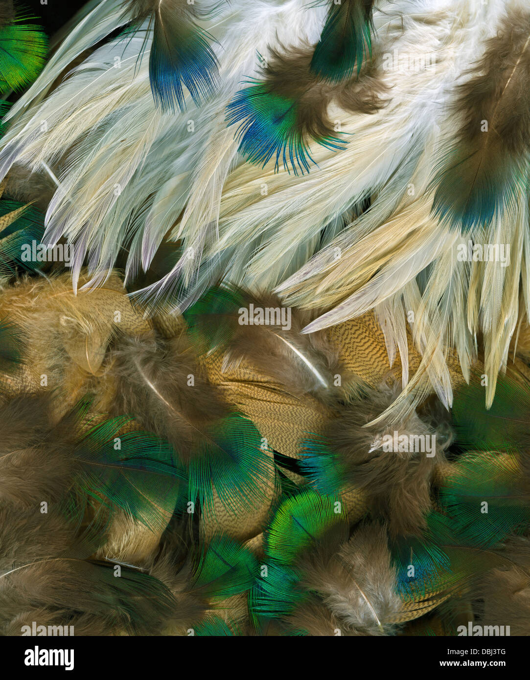 Black Feather With White Dots Stock Photos & Black Feather With White ...