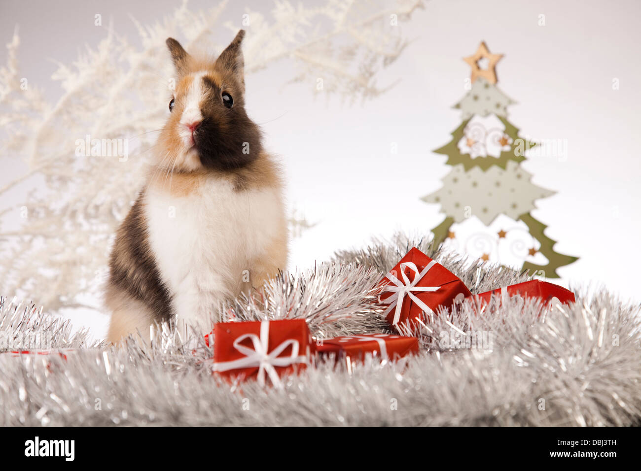 Bunny with Christmas Stock Photo - Alamy