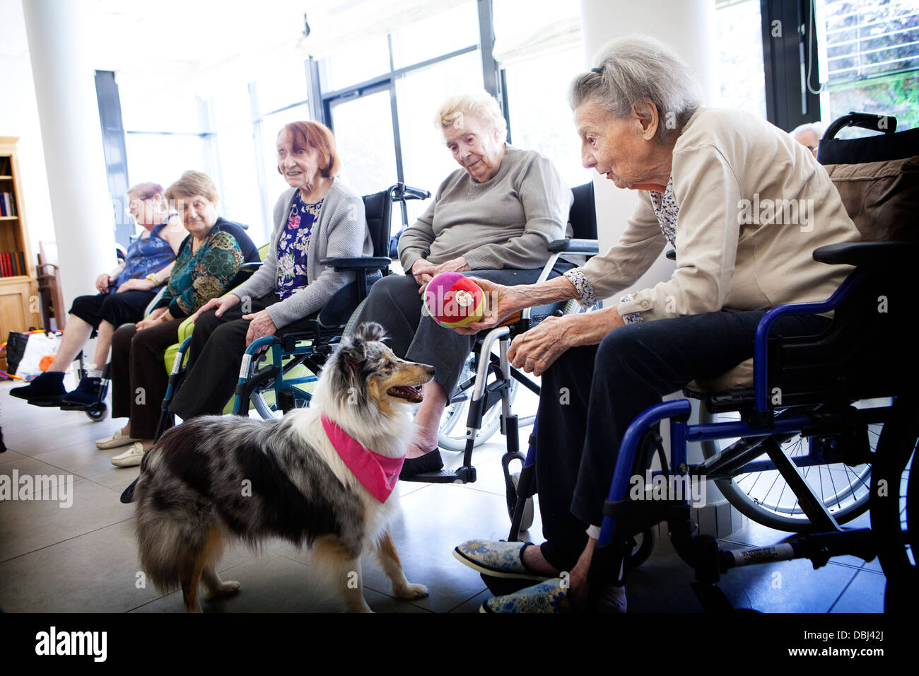Zootherapy hi-res stock photography and images - Alamy