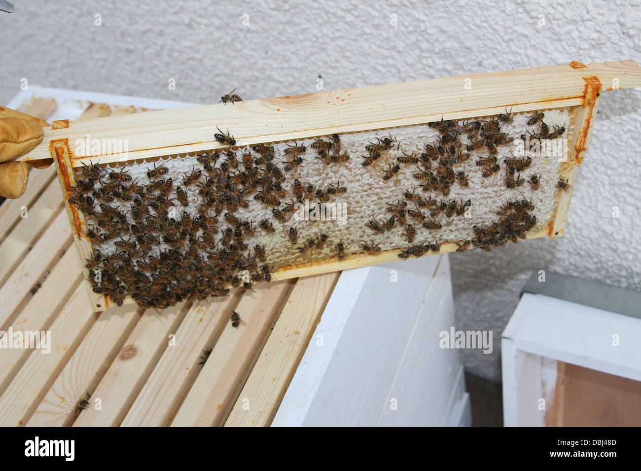 Honey bees on a super frame full of honey and capped Stock Photo - Alamy