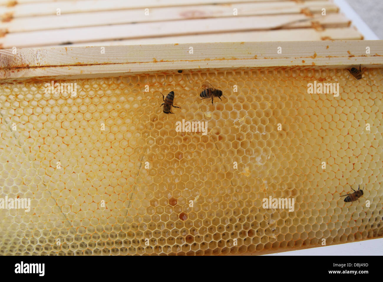 Honey bees on a super frame full of honey and capped Stock Photo - Alamy