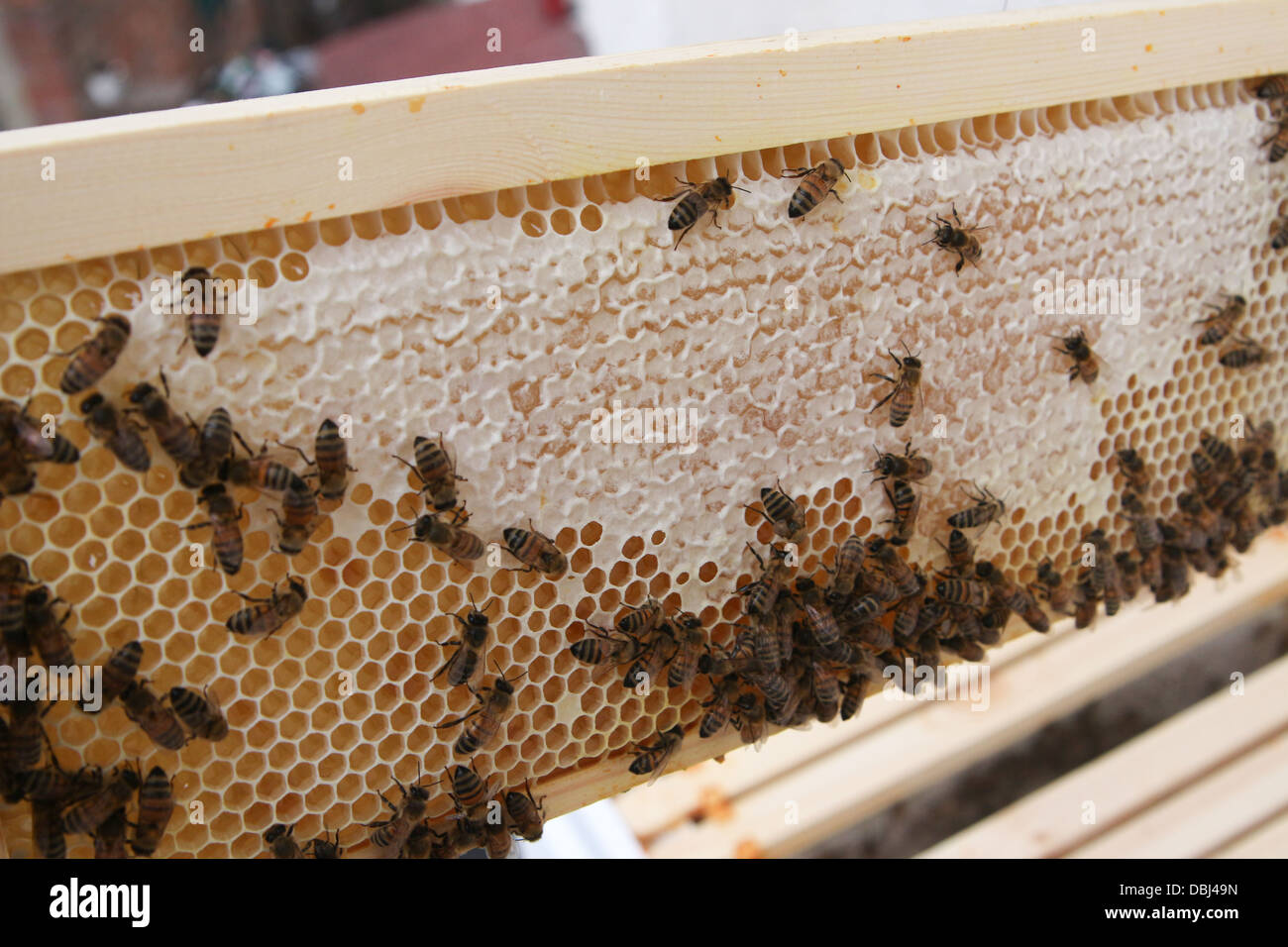Honey bees on a super frame full of honey and capped Stock Photo - Alamy