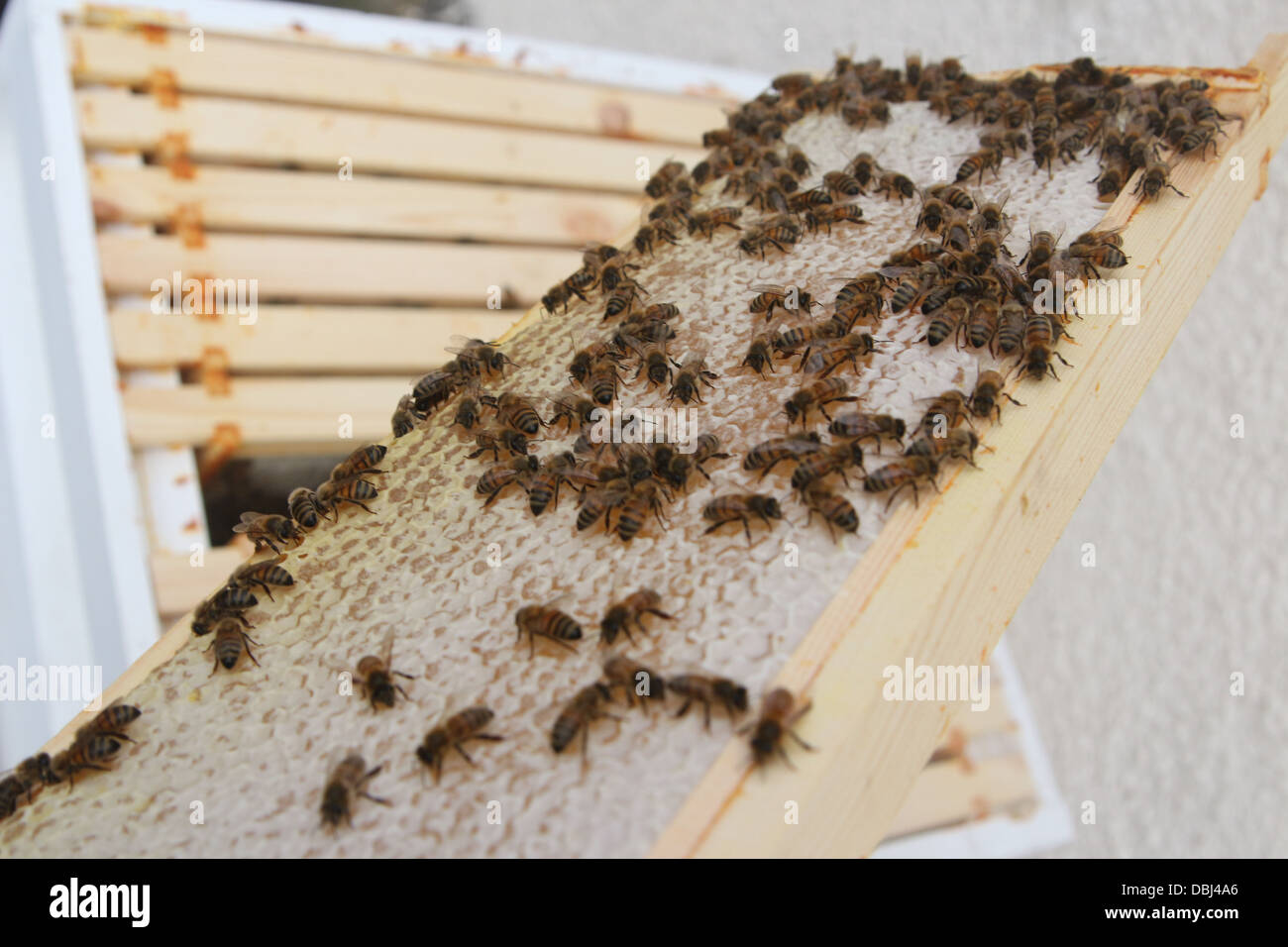 Honey bees on a super frame full of honey and capped Stock Photo - Alamy