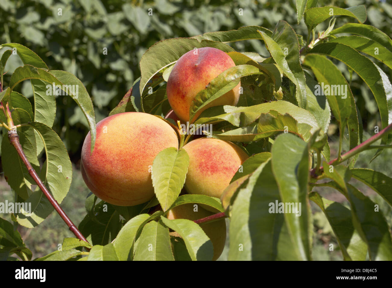 Peach growing on tree hi-res stock photography and images - Alamy