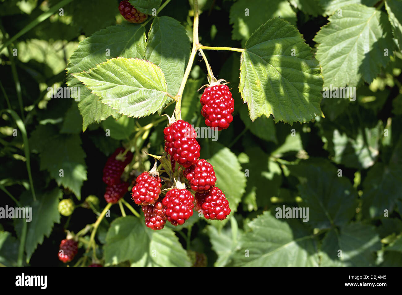 Raspberry plantation hi-res stock photography and images - Alamy