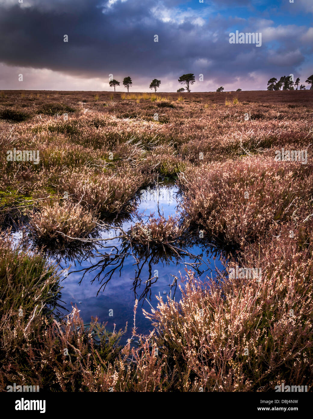 Amongst heather on moorland hi-res stock photography and images - Alamy