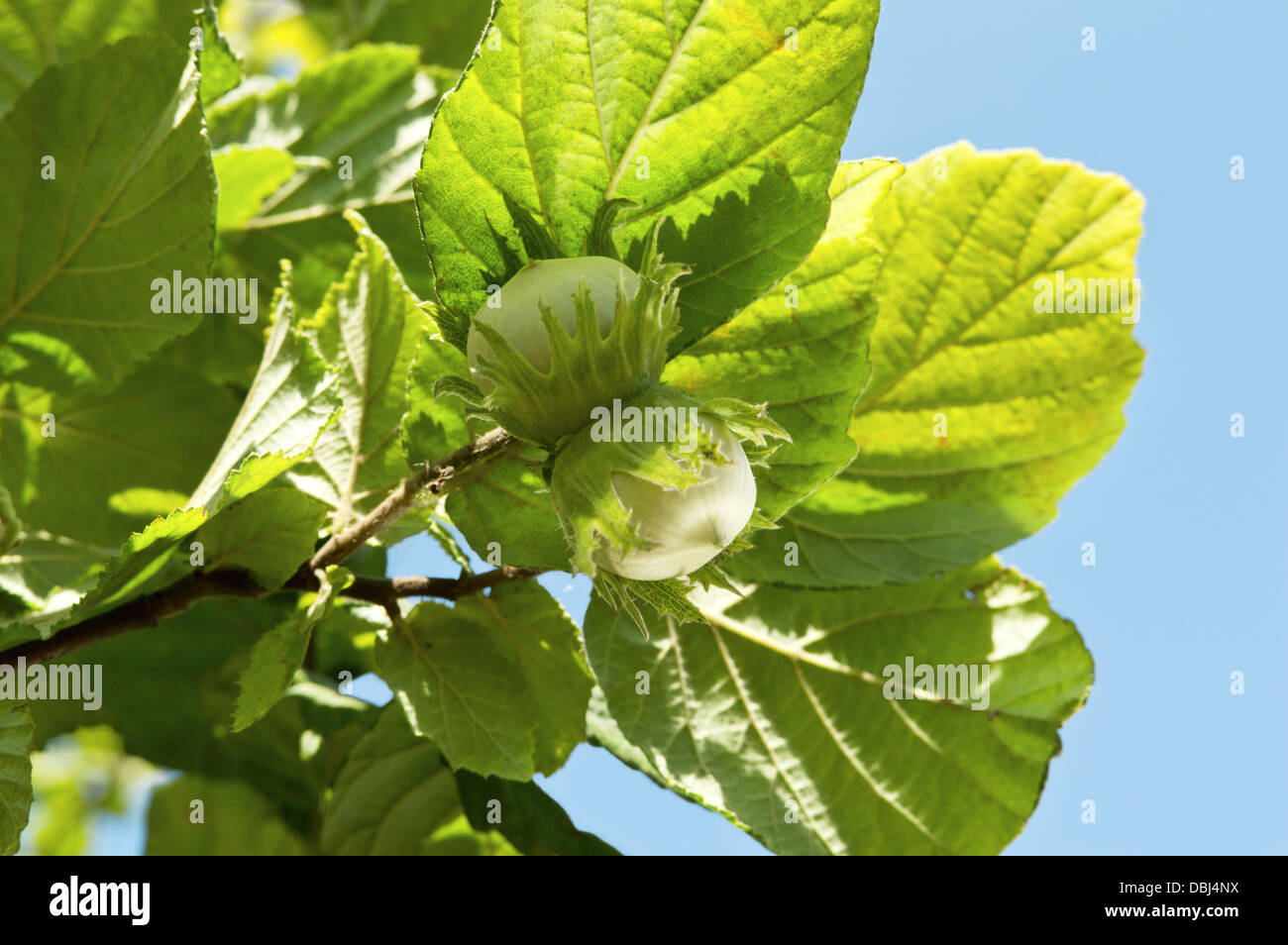 Hazel grove hi-res stock photography and images - Alamy