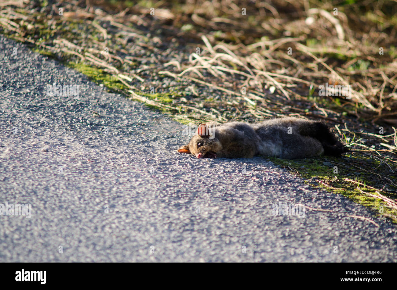 Nose Run High Resolution Stock Photography and Images - Alamy