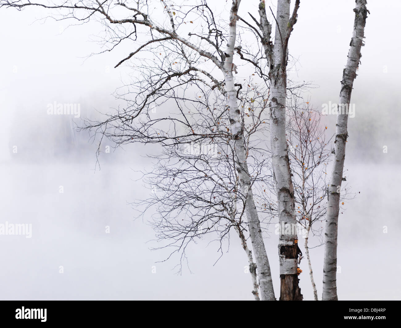 Early morning fall nature scenery of birch tree trunks over misty ...