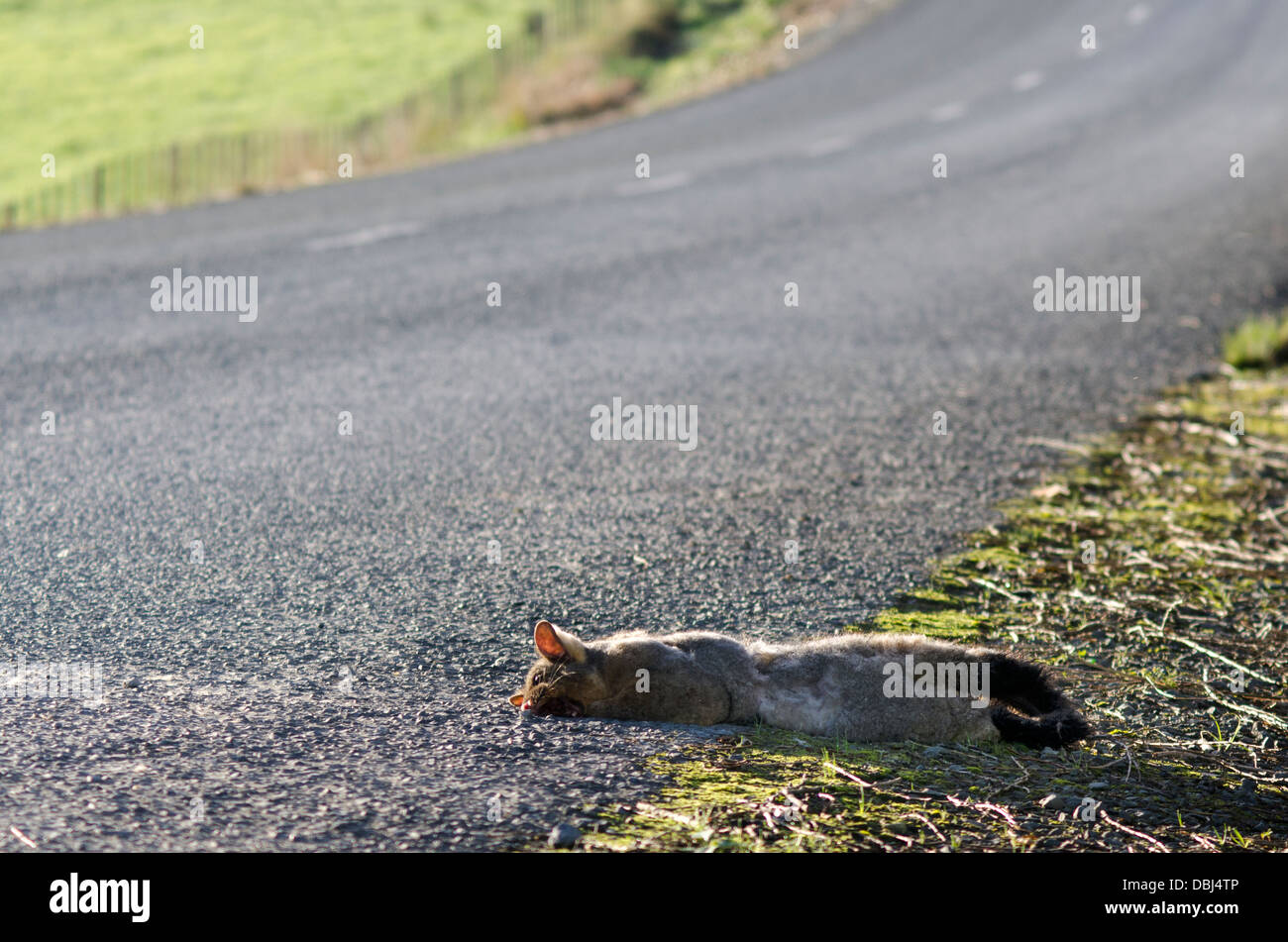 New Zealand Possum High Resolution Stock Photography and Images - Alamy