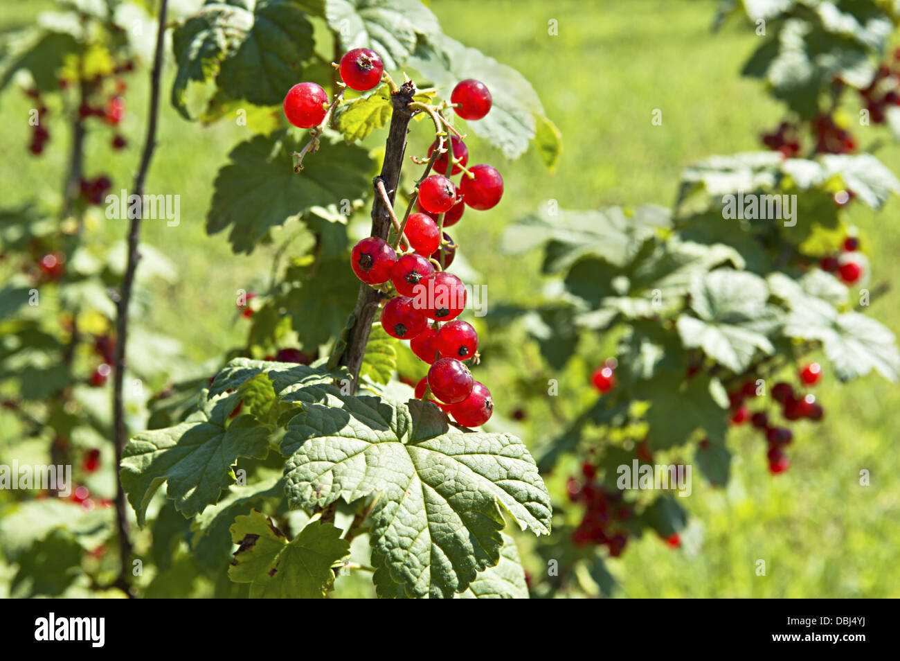 Currants food natural fresh hi-res stock photography and images - Alamy