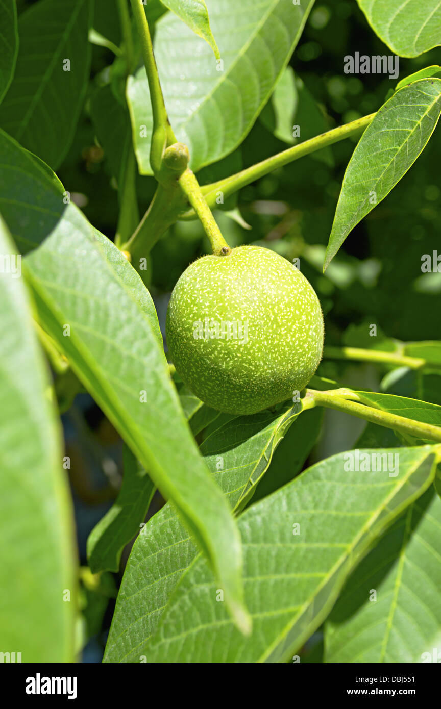 Food nut walnut tree hi-res stock photography and images - Alamy