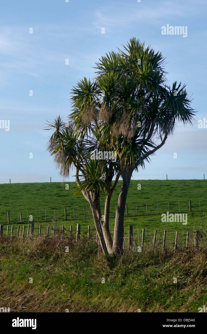 Monocot Tree High Resolution Stock Photography and Images - Alamy