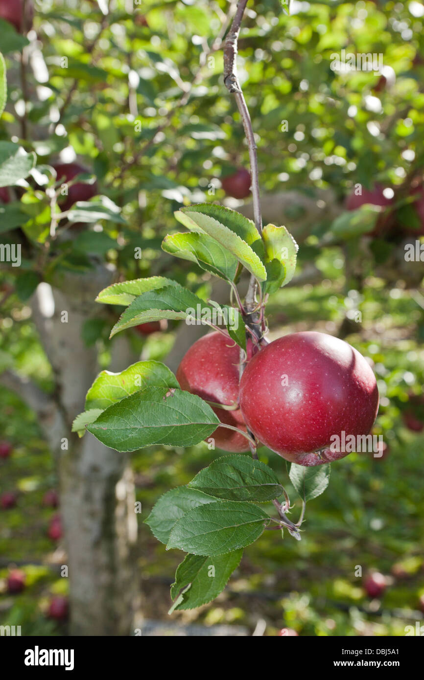 apple in orchard in the fall Stock Photo - Alamy